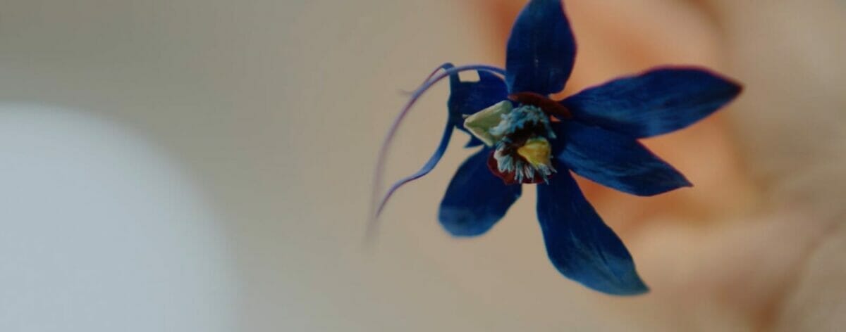 Little Women Episode 3 Written Update: The sisters are entangled in the world of Blue Orchid ...